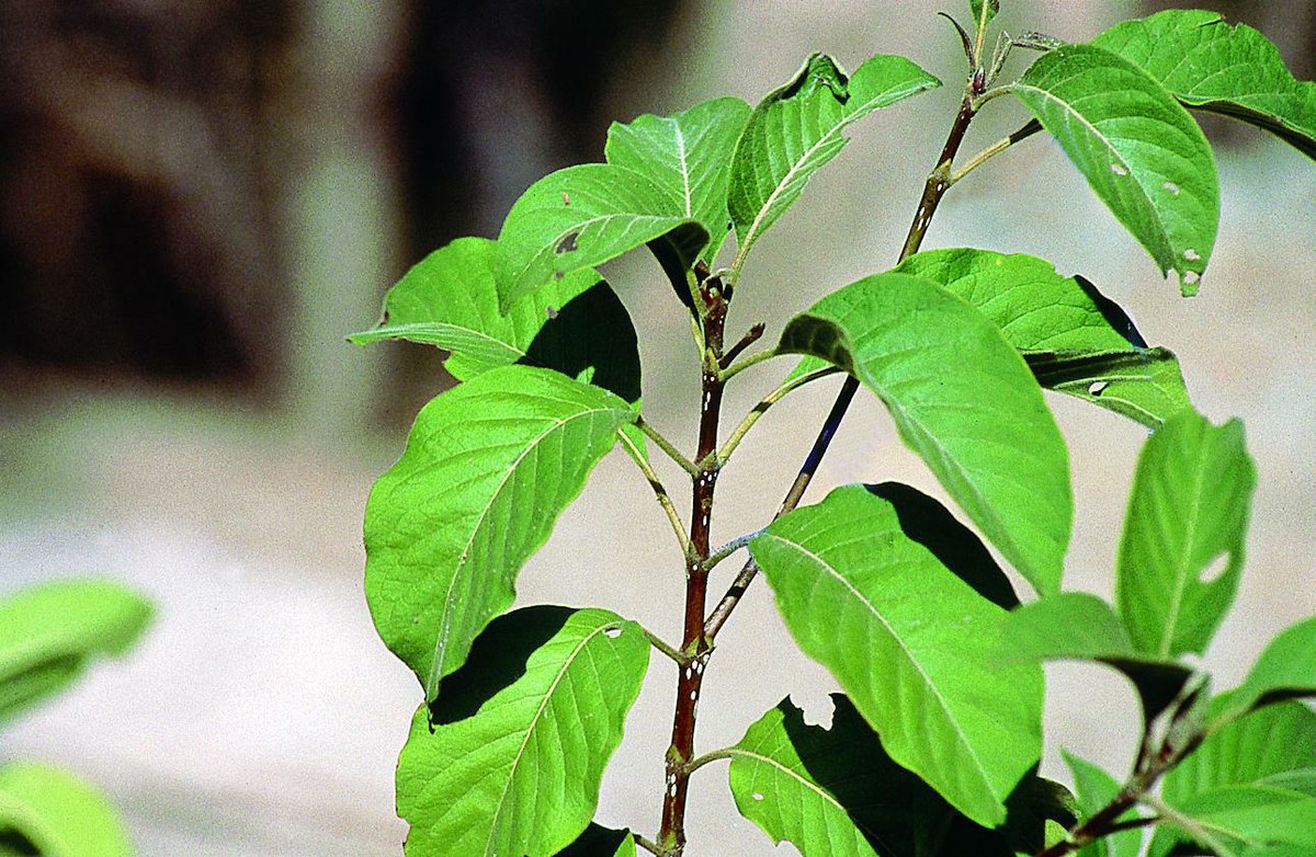 Hintonia latiflora - tiernaturgesund